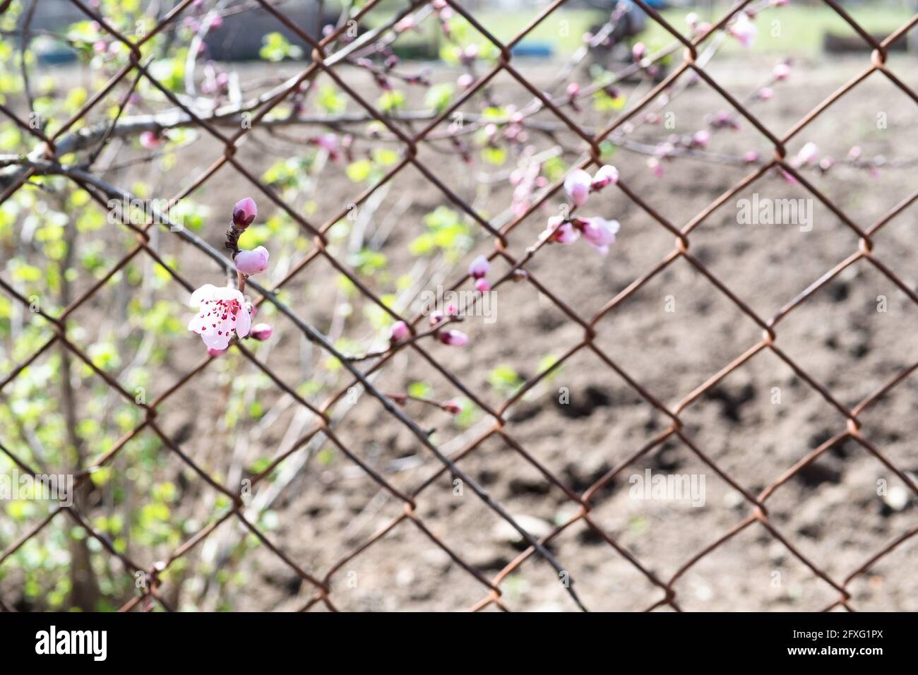 rusty mesh netting with pink flowers of peach tree at garden in village ...
