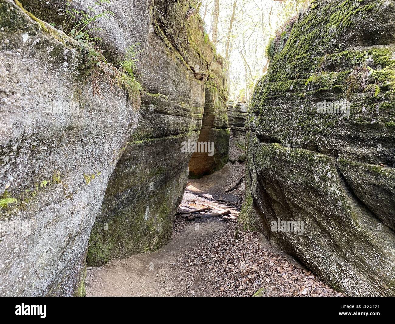 Narrow pathway through large mossy rocks in the woods with sunlight ...