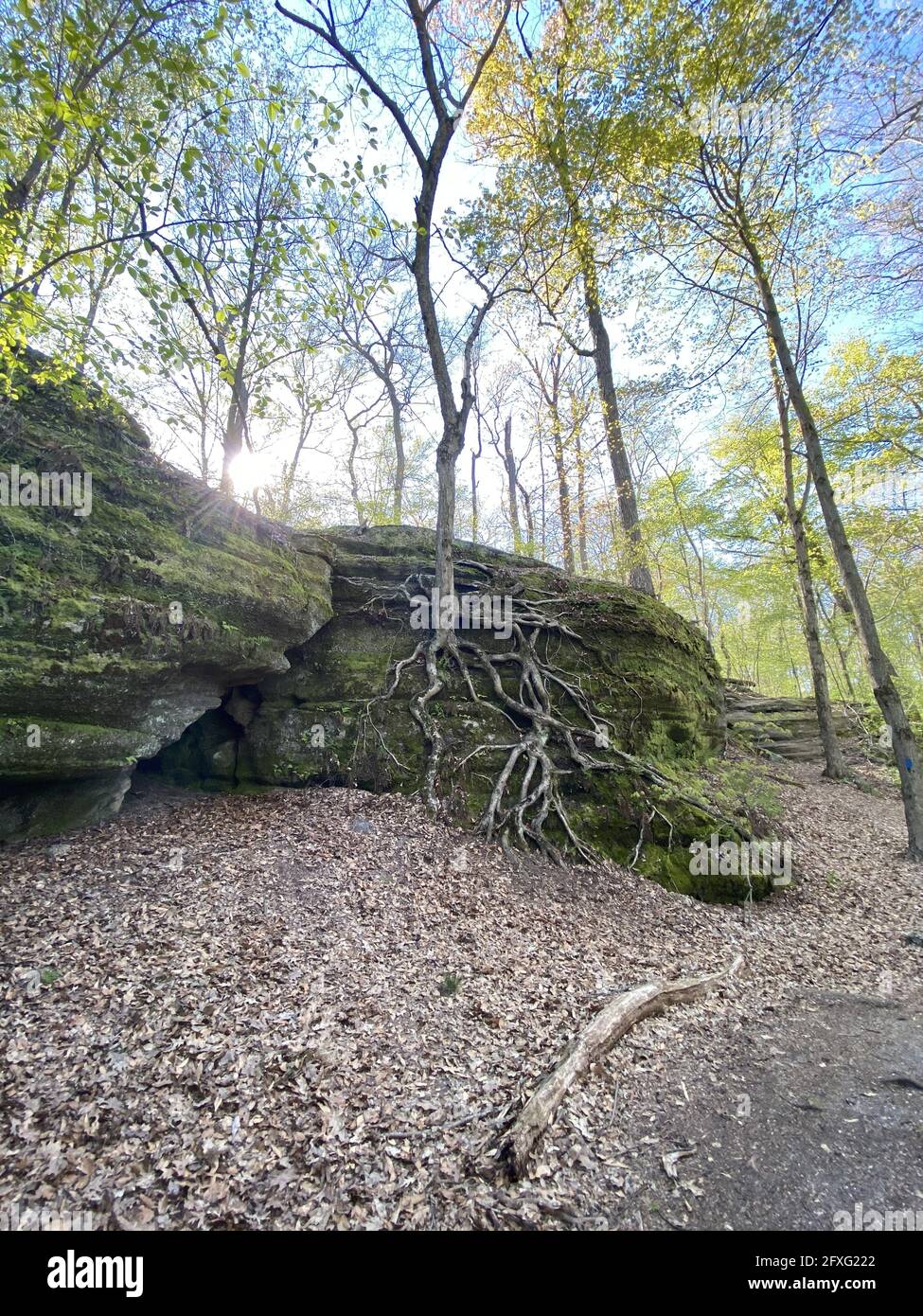 Vertical shot of a forest with tall narrow trees and large mossy rocks ...