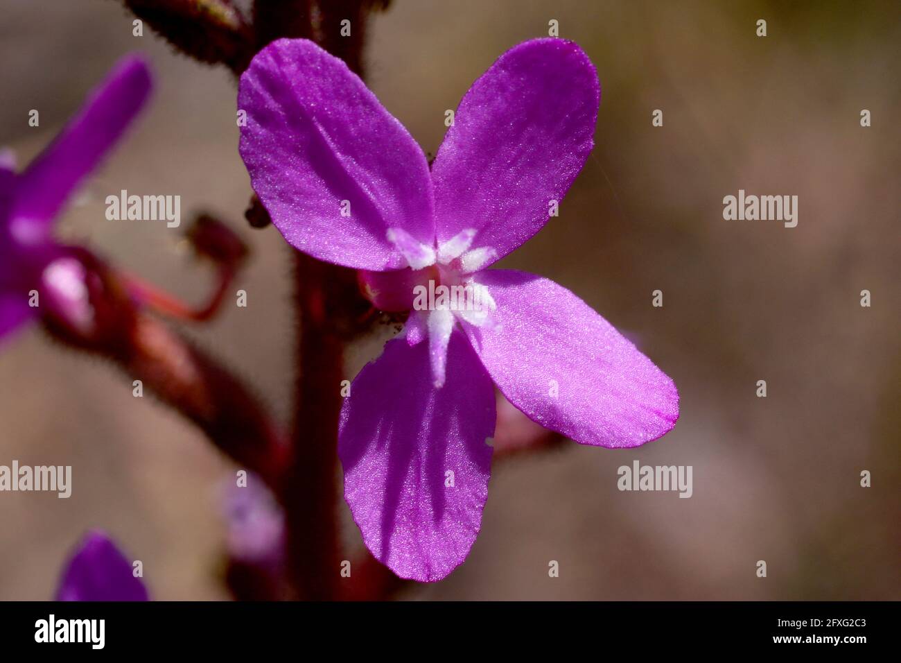 Trigger flower hi-res stock photography and images - Alamy