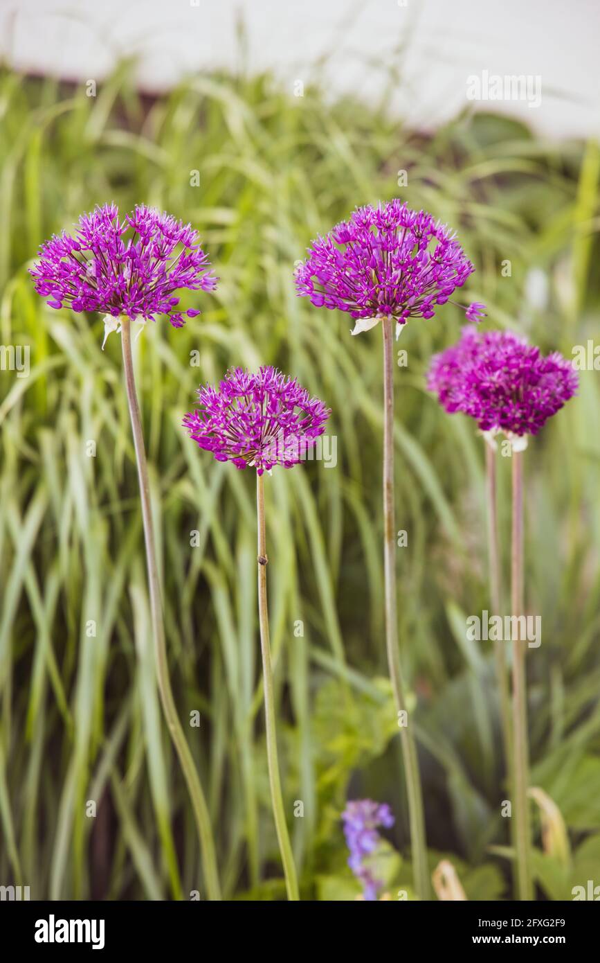 Purple decorative blooming garlic Allium is a genus of monocotyledonous ...