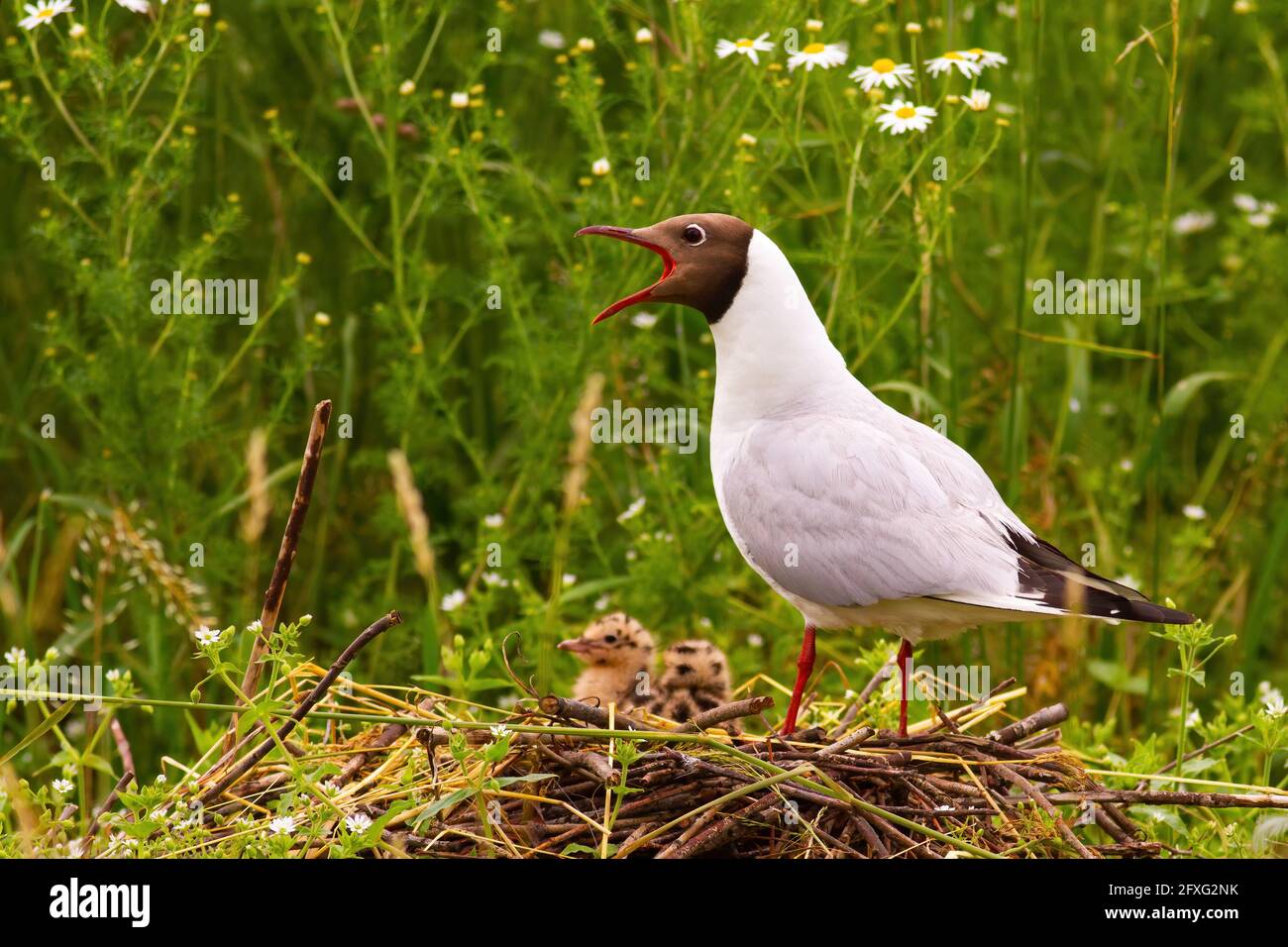 Black-headed gull nesting with two chicks near colourful vegetation in ...