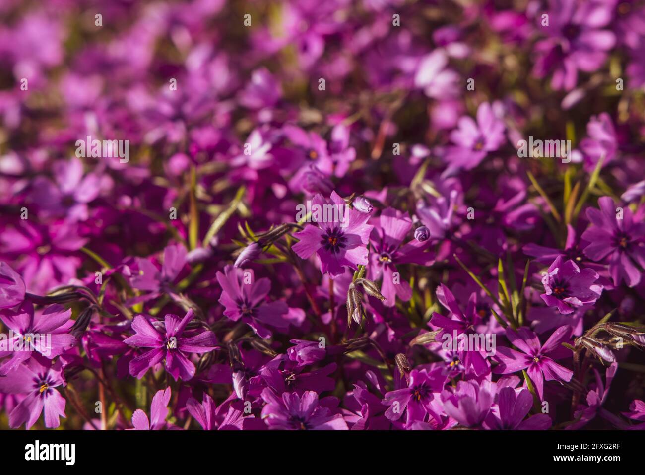 Phlox Subulata Purple Beauty High Resolution Stock Photography and ...