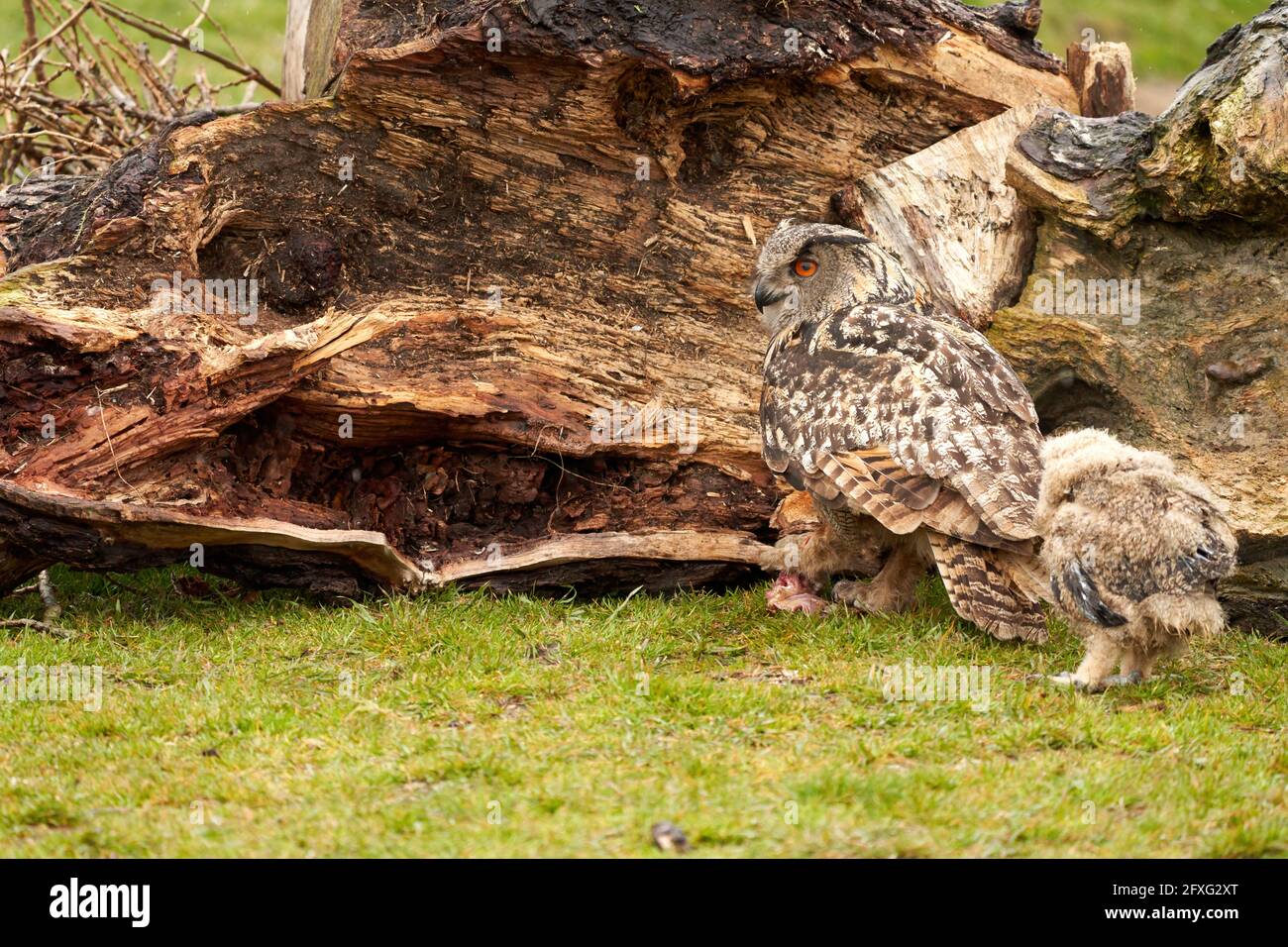 A six week old owl chick eagle owl with its mother. A piece of bloody ...