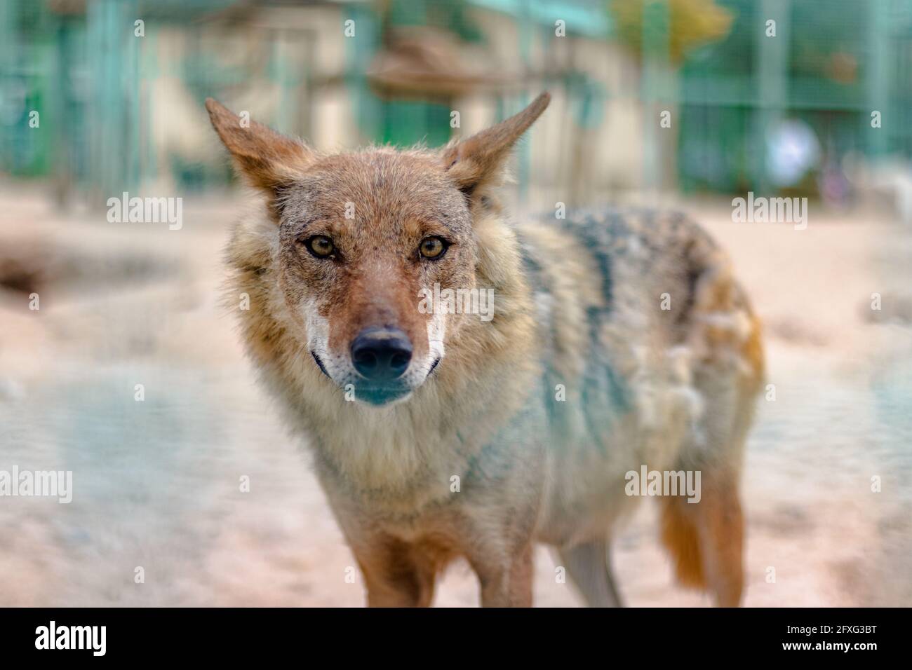 Closeup of a cute coyote staring into the camera with curious eyes in ...