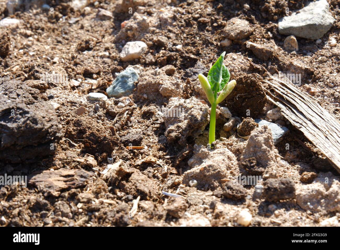 Bean sprouts farm hi-res stock photography and images - Alamy