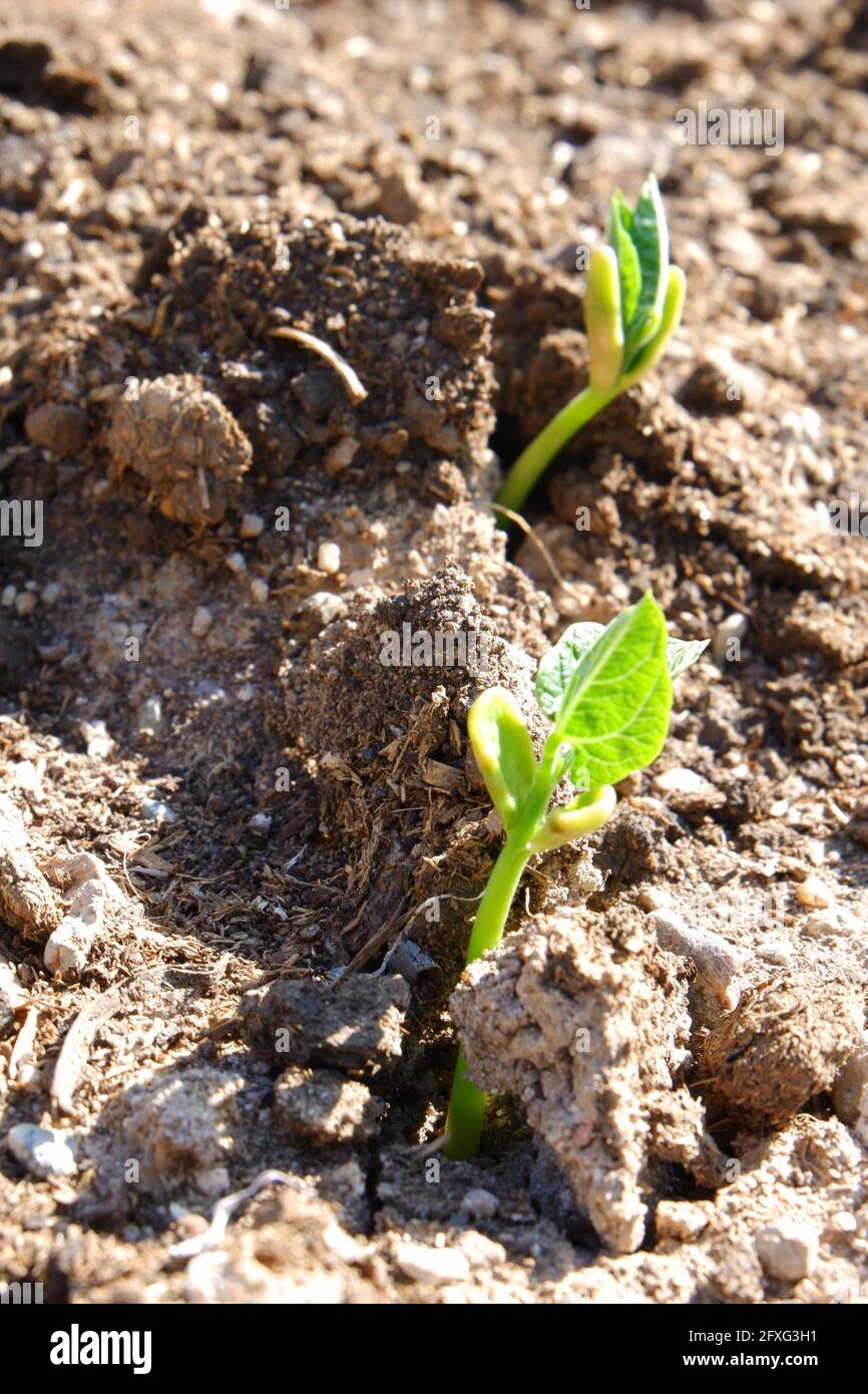Bean Seeds Cracking the Land getting out of ground at a farm Stock ...