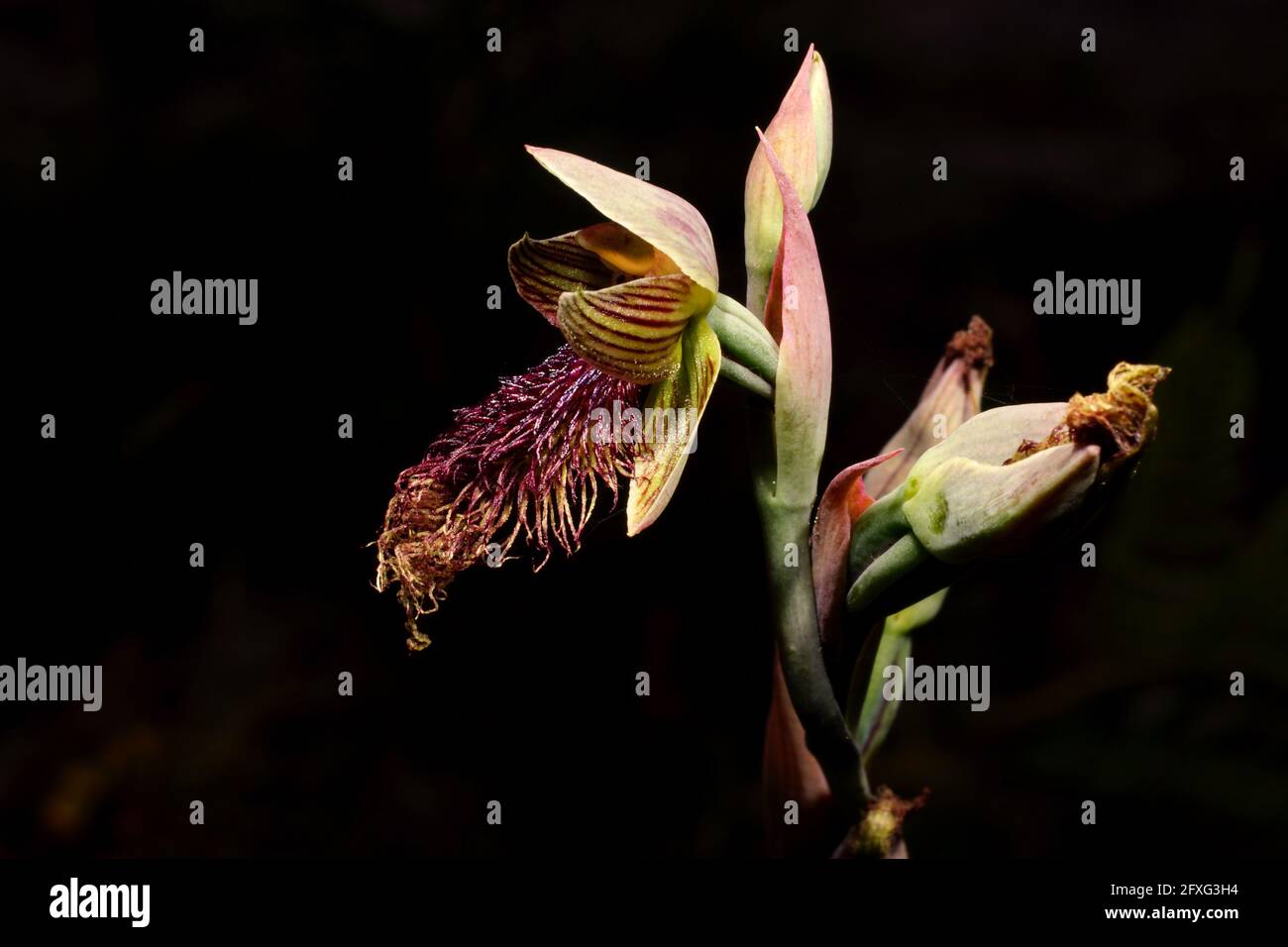 Flower of Calochilus platychilus, the purple beard orchid, Tasmania ...