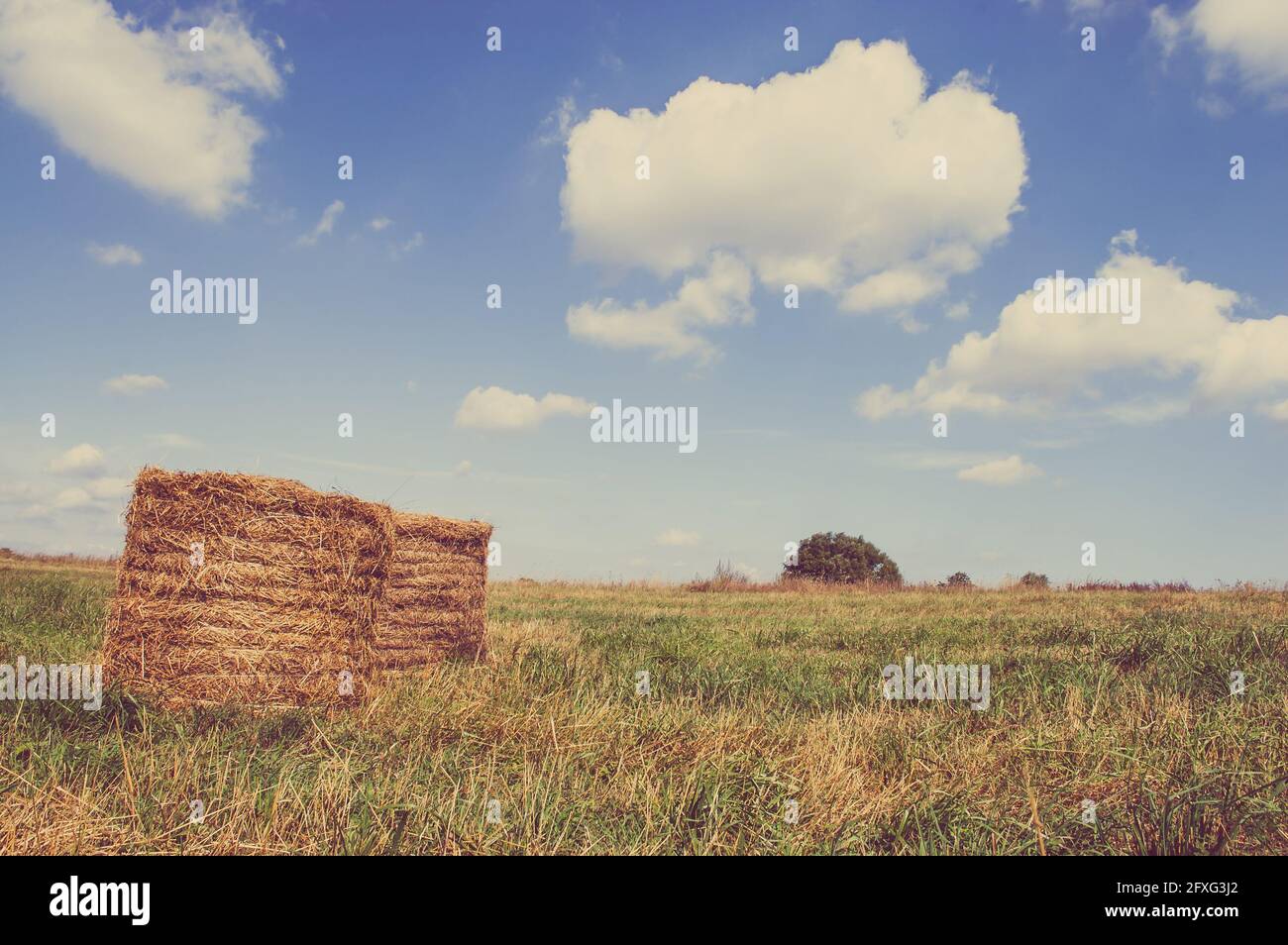 Vintage landscape showing straw bales on stubble field. Agricultural or ...