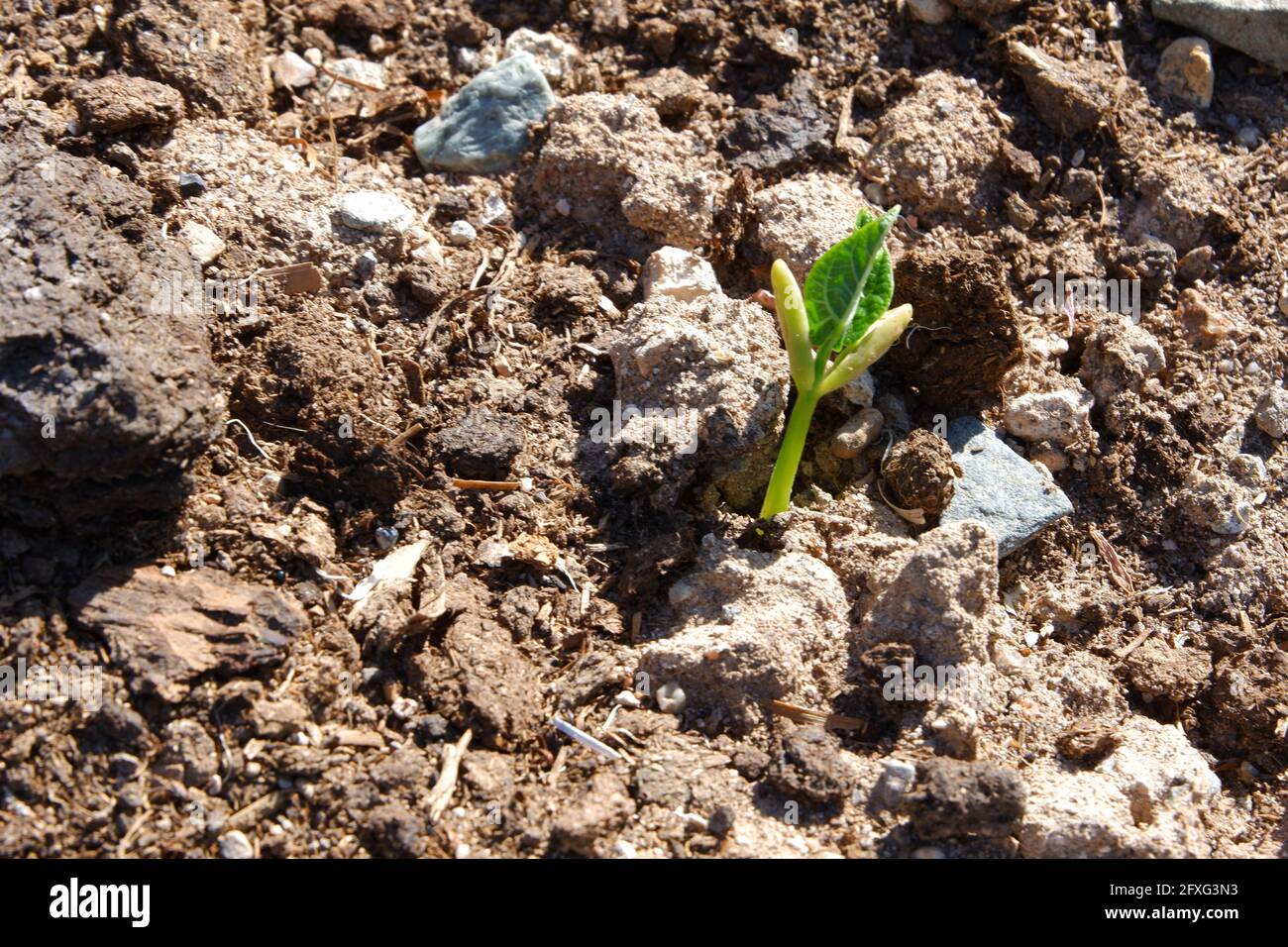 Bean Seeds Cracking the Land getting out of ground at a farm Stock ...