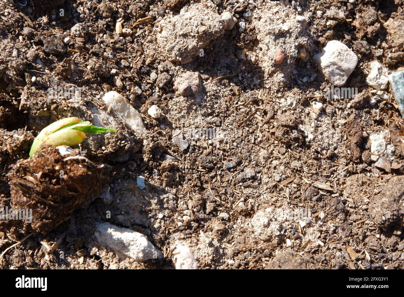 Bean Seeds Cracking the Land getting out of ground at a farm Stock ...