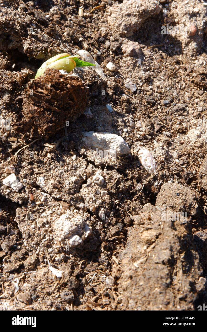 Bean Seeds Cracking the Land getting out of ground at a farm Stock ...