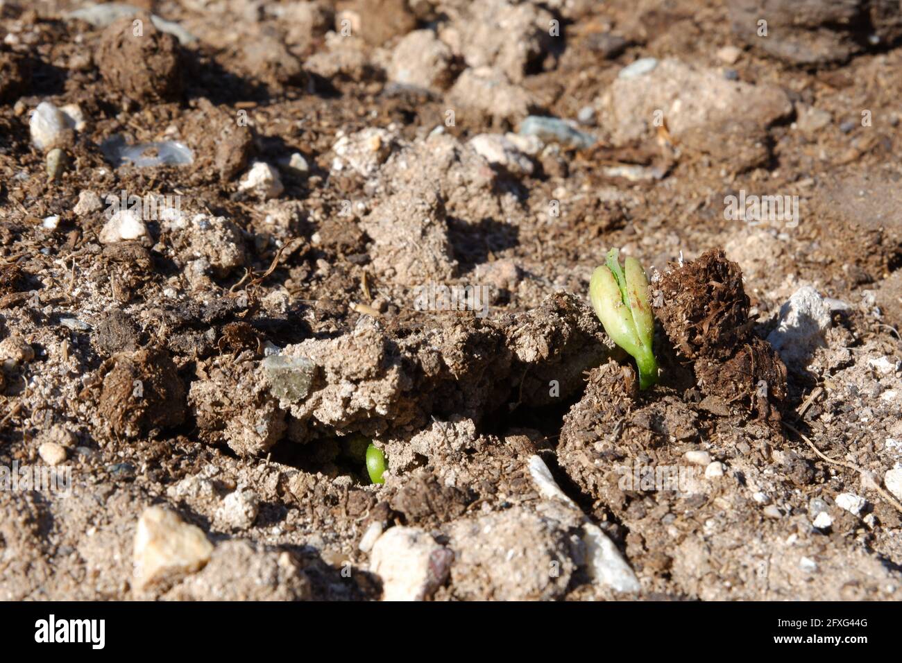 Bean seed growth hi-res stock photography and images - Alamy