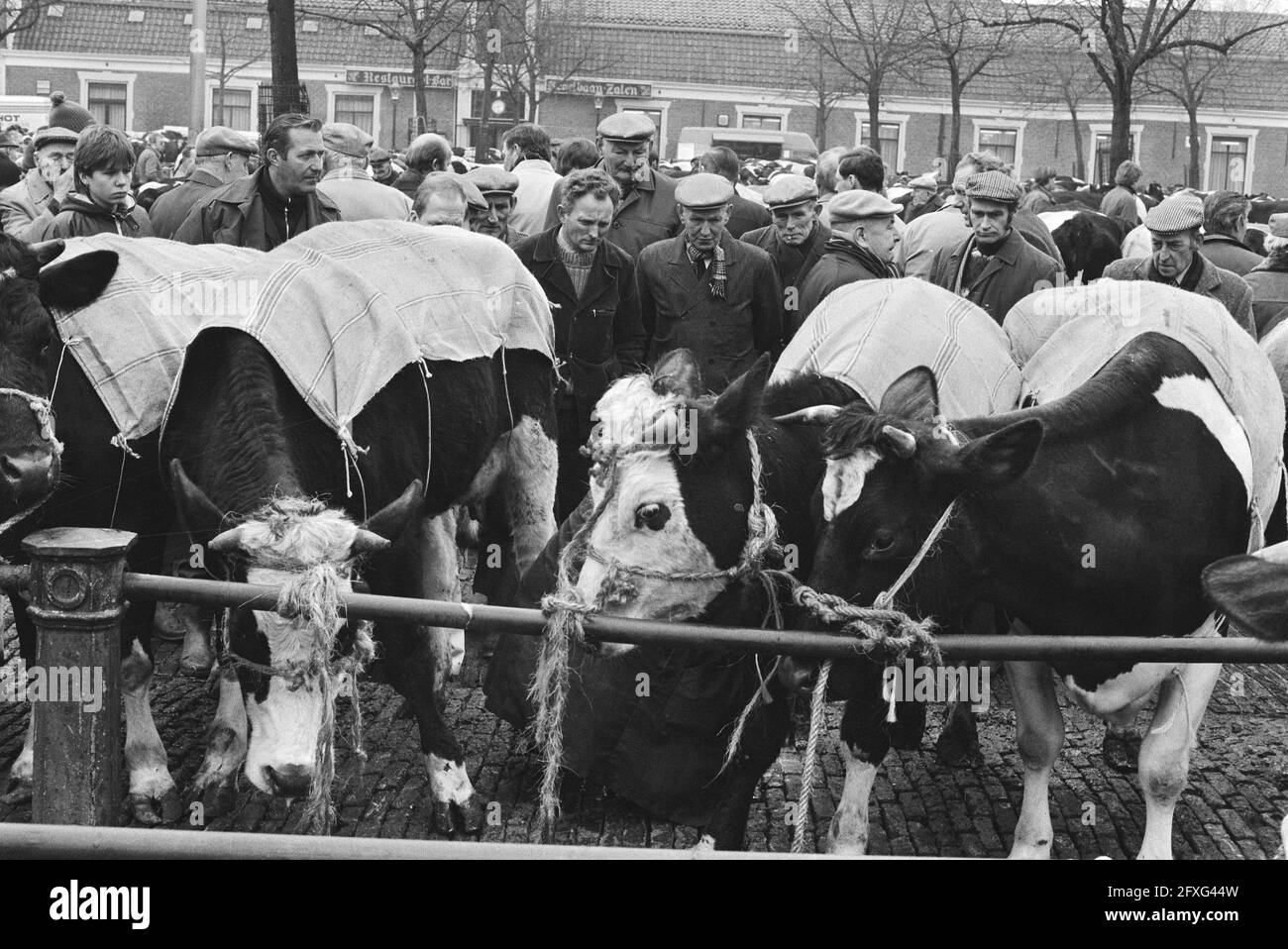 Foot and mouth disease cows hi-res stock photography and images - Alamy