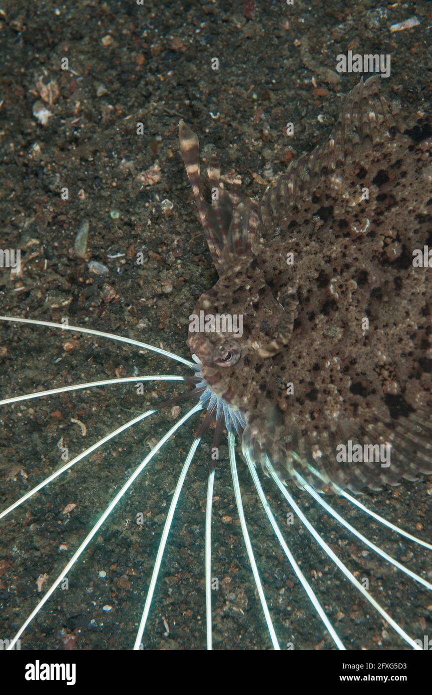 Cockatoo righteye flounder hi-res stock photography and images - Alamy