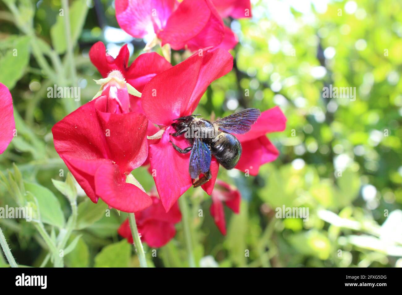 a carpenter bee on a vetch Stock Photo - Alamy