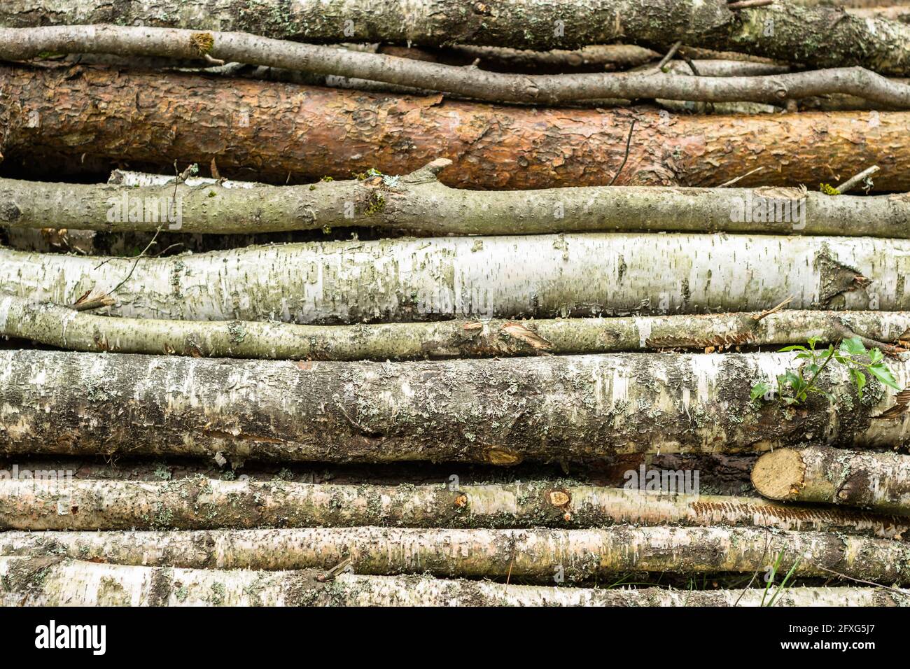 Tree logs background Stock Photo - Alamy