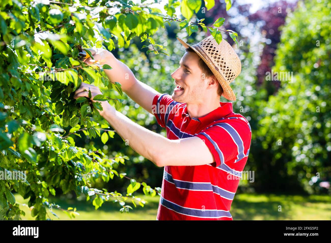 Man pruning tree hi-res stock photography and images - Alamy