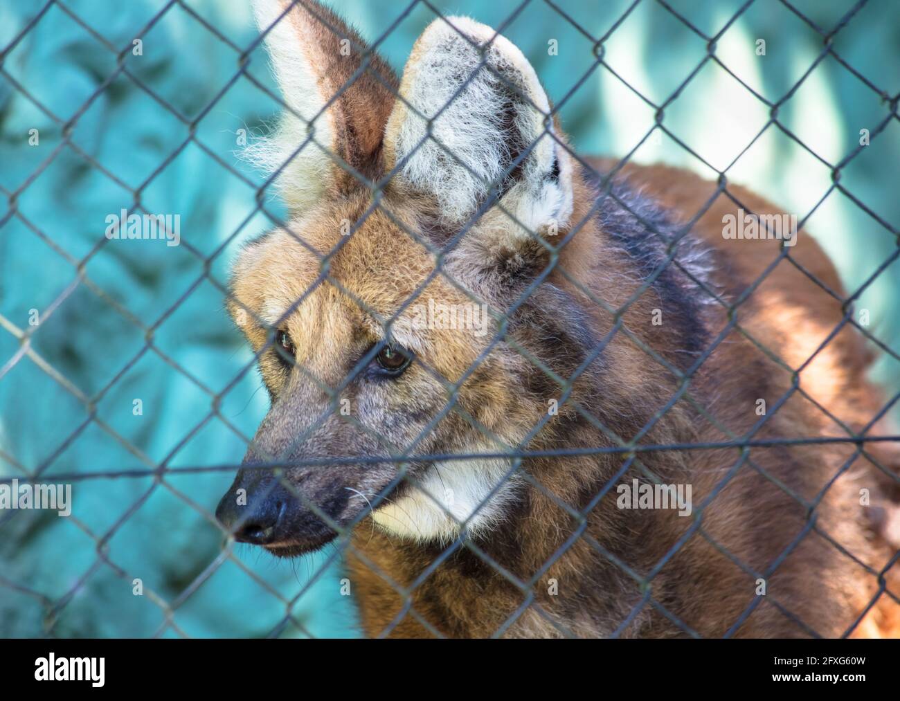 Portrait of a maned wolf from Brazil behind a fence Stock Photo - Alamy
