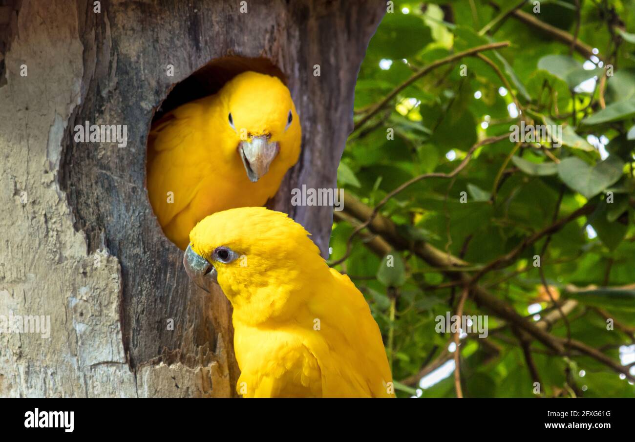 Couple of golden parakeets on a tree Stock Photo - Alamy