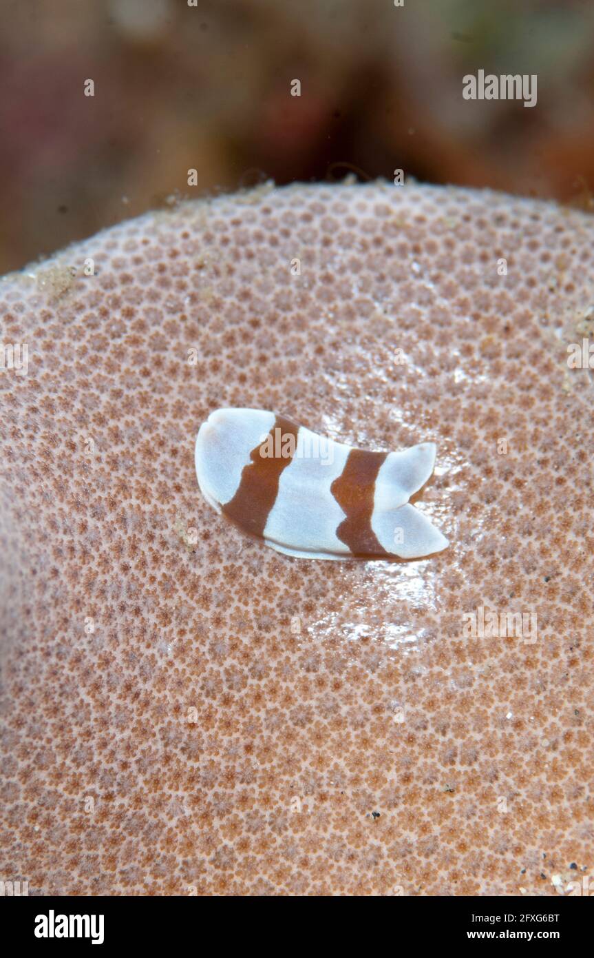 Acoel Flatworm, Amphiscolos sp, Nudi Retreat dive site, Lembeh Straits ...