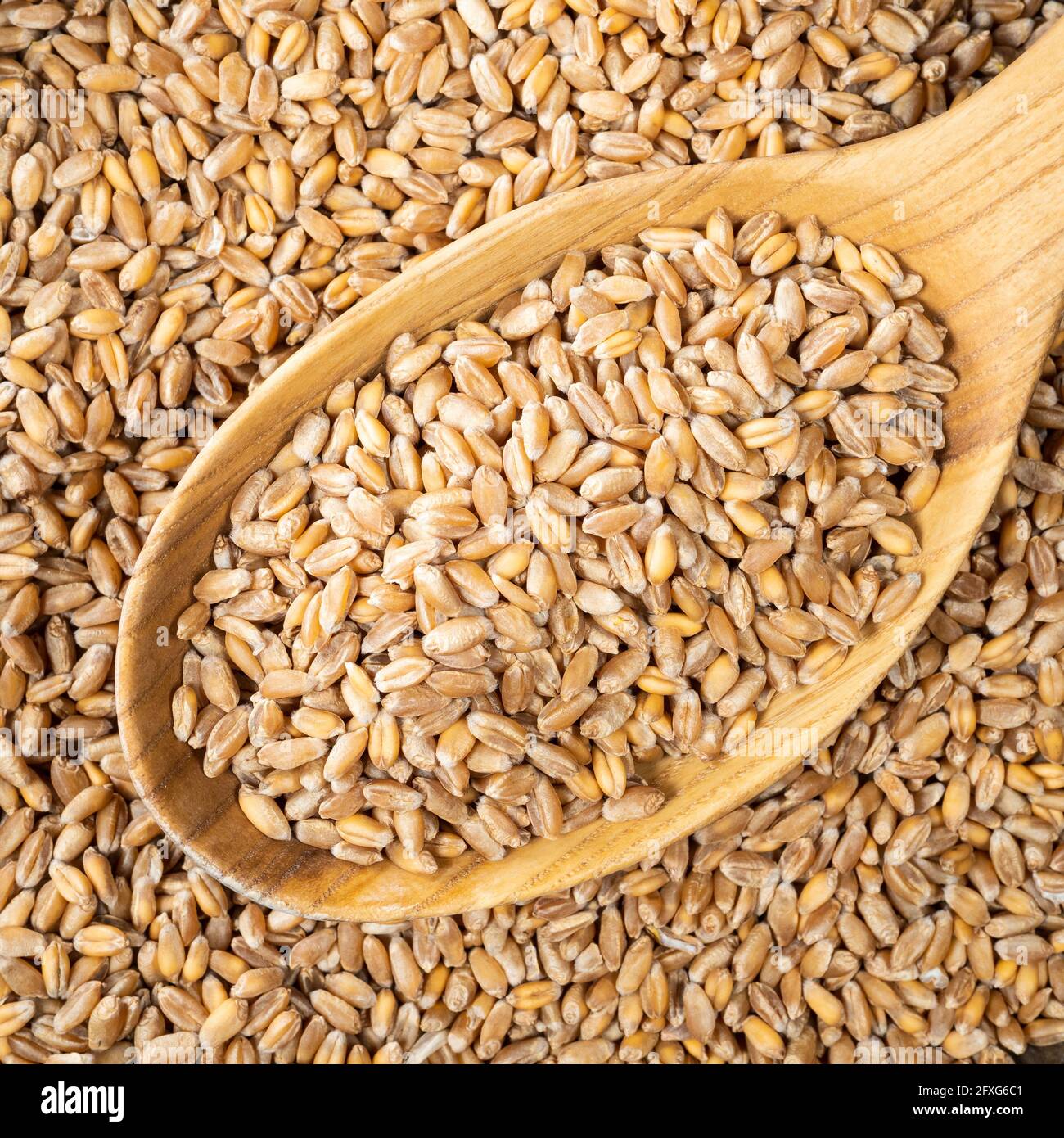 top view of wholegrain wheat grains in wooden spoon closeup Stock Photo ...