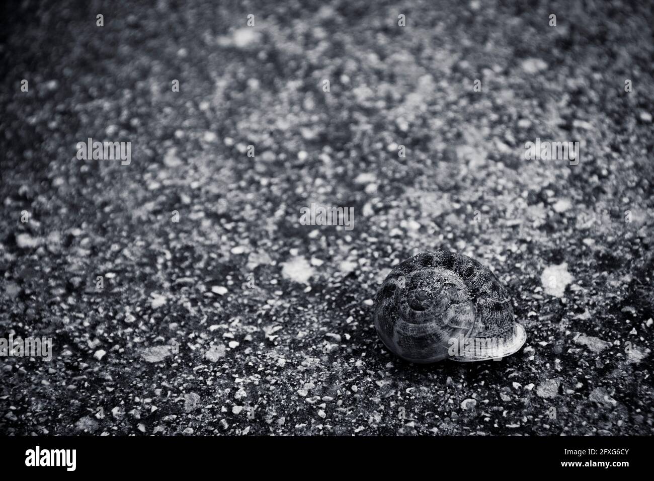 A lonely hidden snail over a rough stone in black & withe Stock Photo ...