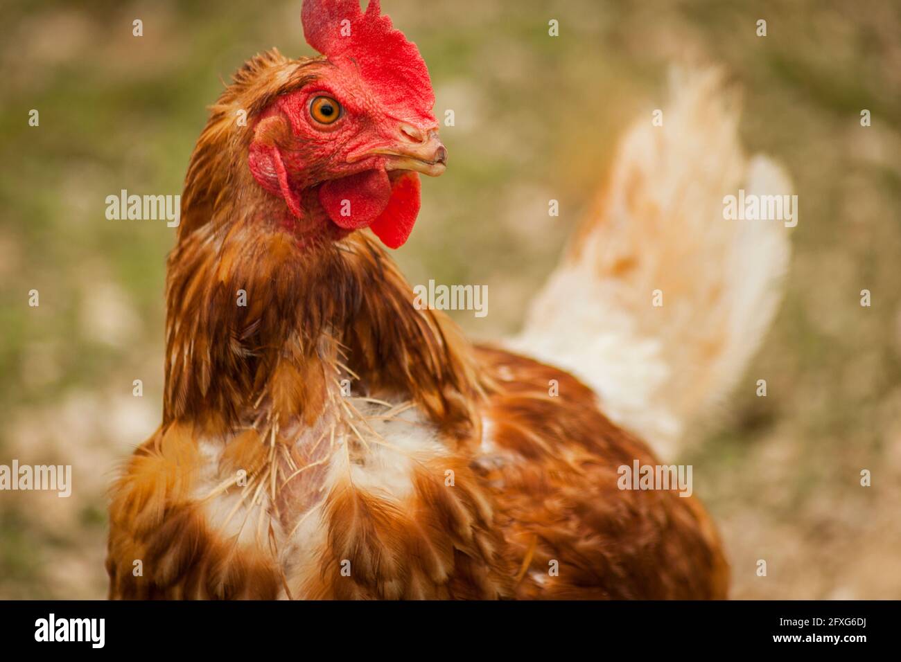 A chicken with broken beak Stock Photo - Alamy