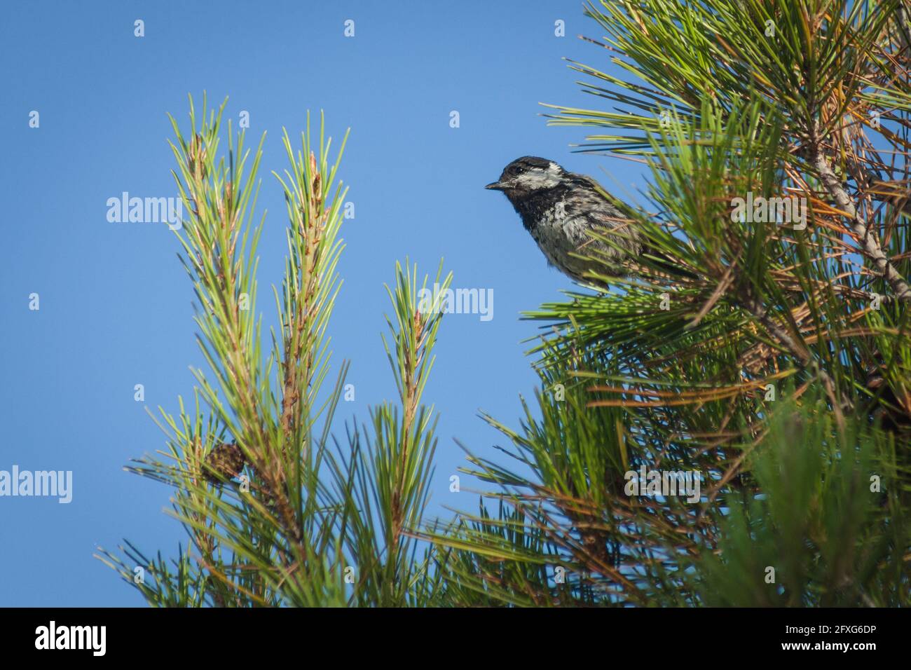 Green pine tree with bird hi-res stock photography and images - Alamy