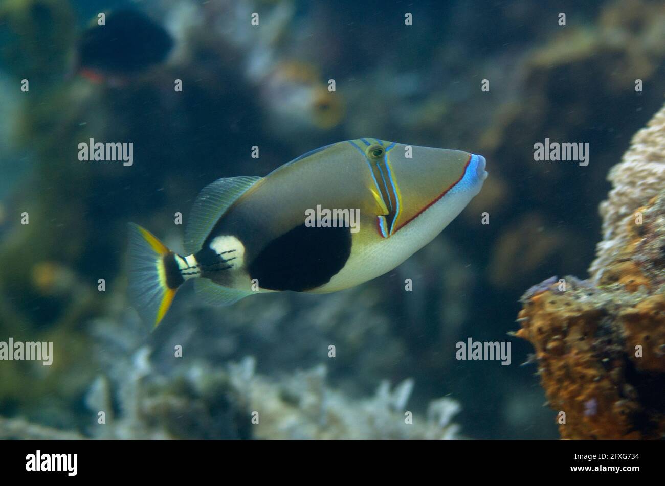 Blackbelly triggerfish rhinecanthus verrucosus hi-res stock photography ...
