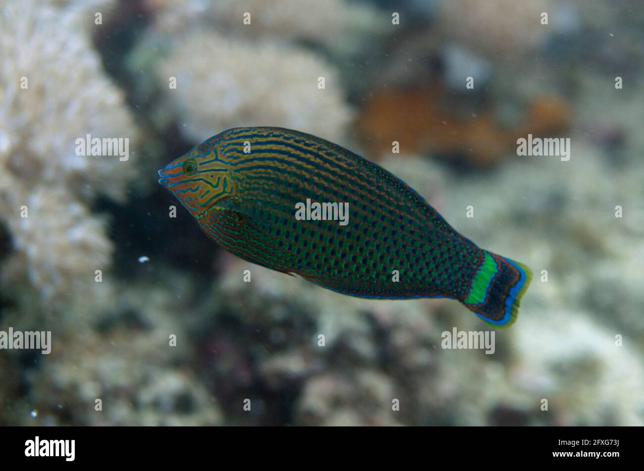 Dusky Wrasse, Halichoeres marginatus, Makawide Wall dive site, Lembeh ...