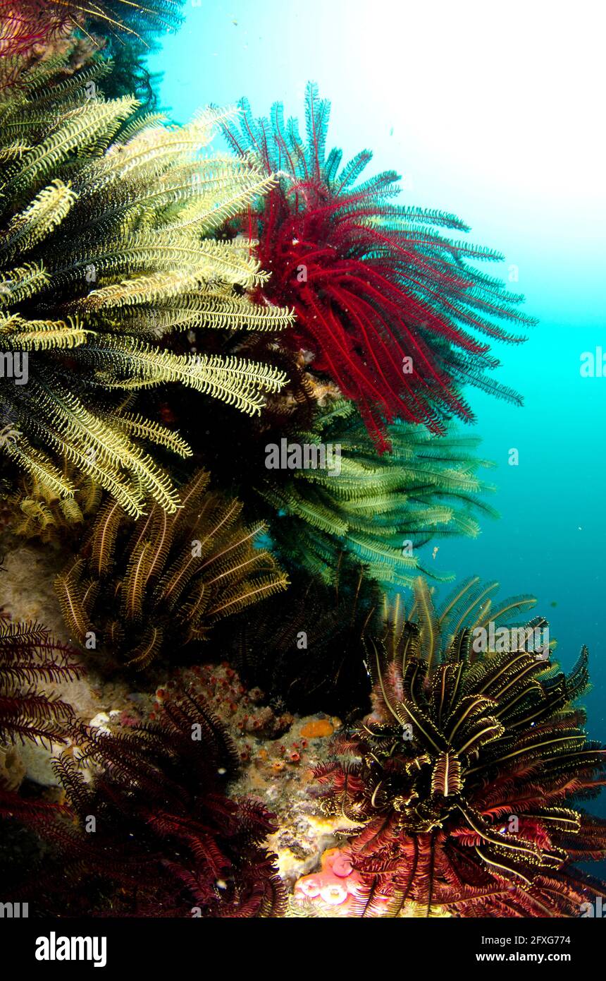 Colorful Crinoids, Crinoidea Class, against sun, Yellow Wall of Texas ...