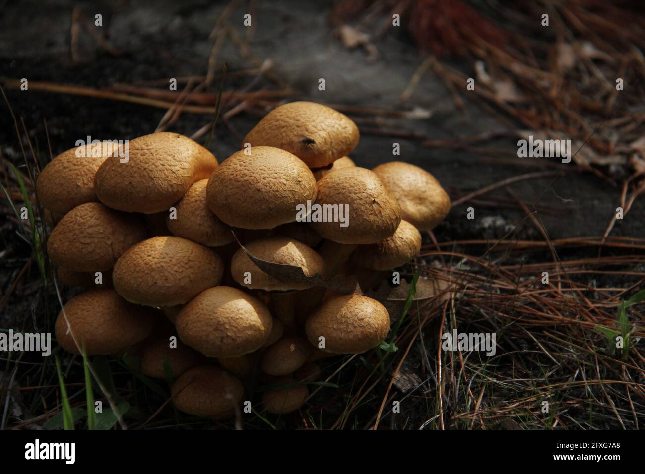 Fungi Pictures And Names