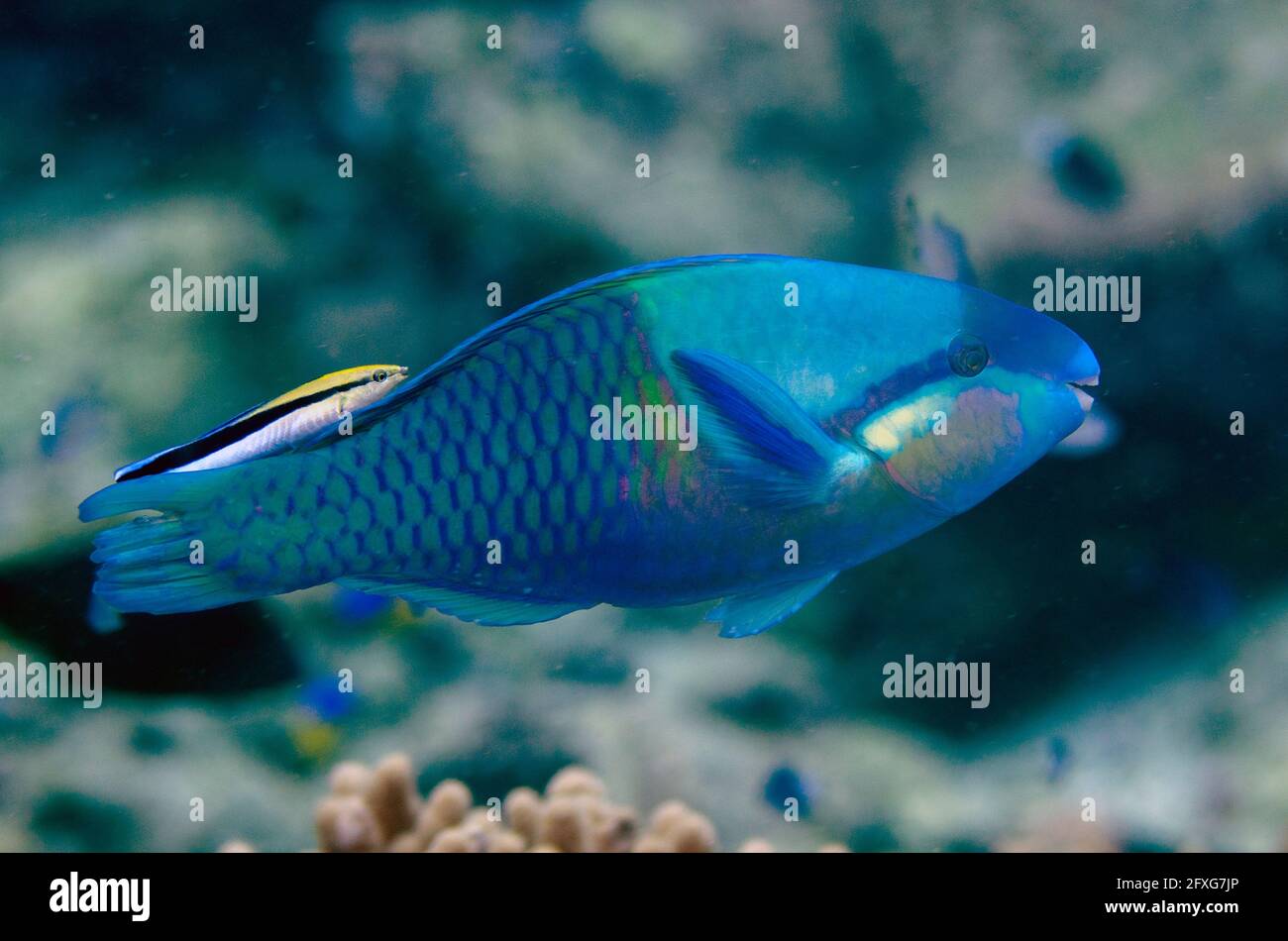 Scarus dimidiatus hi-res stock photography and images - Alamy