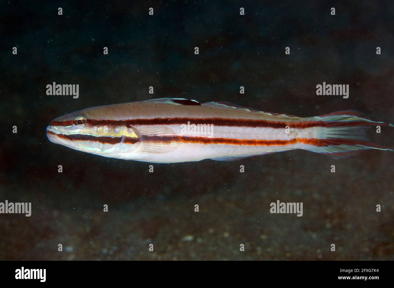 Twostripe Goby, Valenciennea helsdingenii, Joleha dive site, Lembeh ...