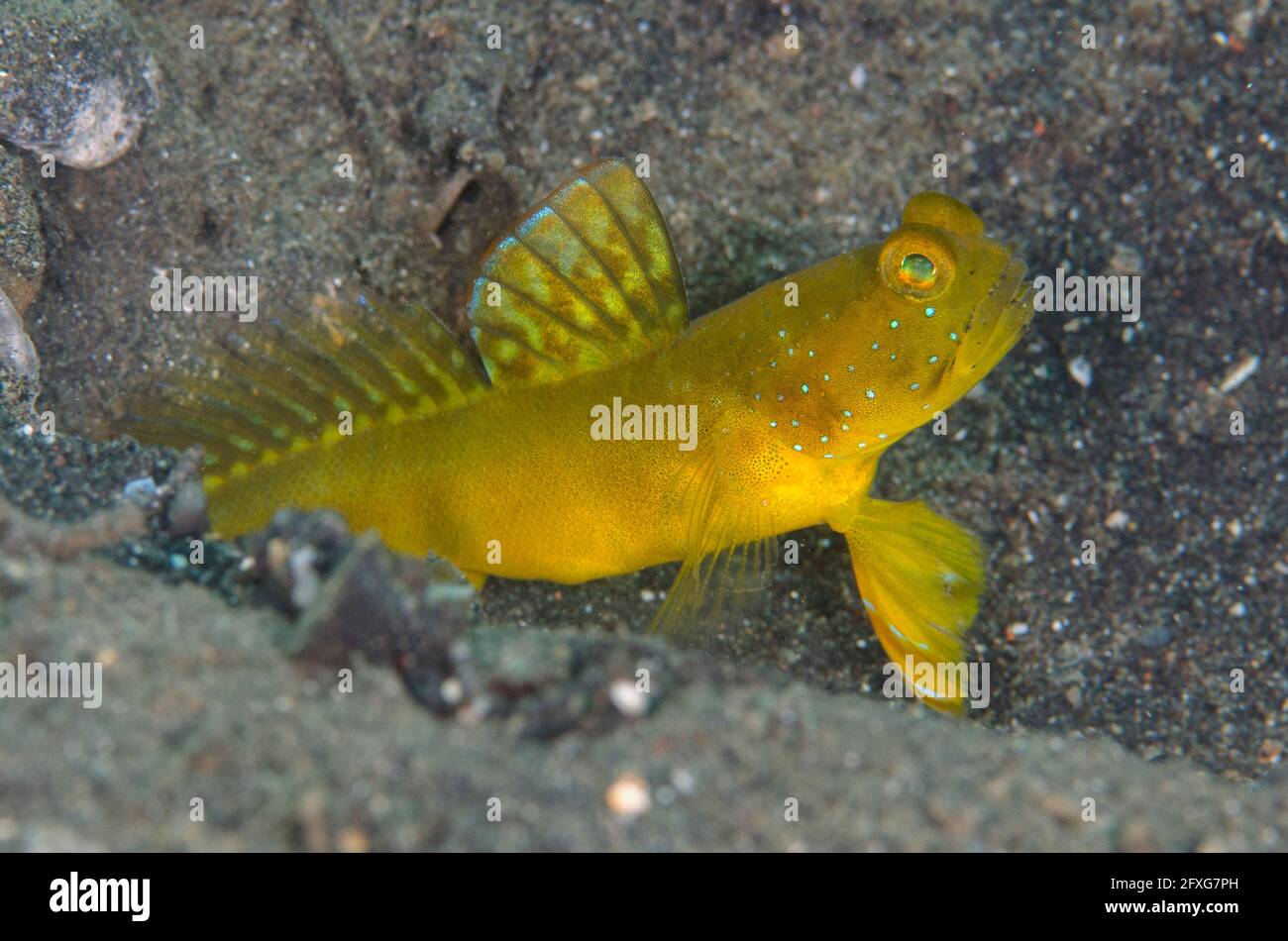 Variable Shrimpgoby, Cryptocentrus fasciatus, Bronsel dive site, Lembeh ...