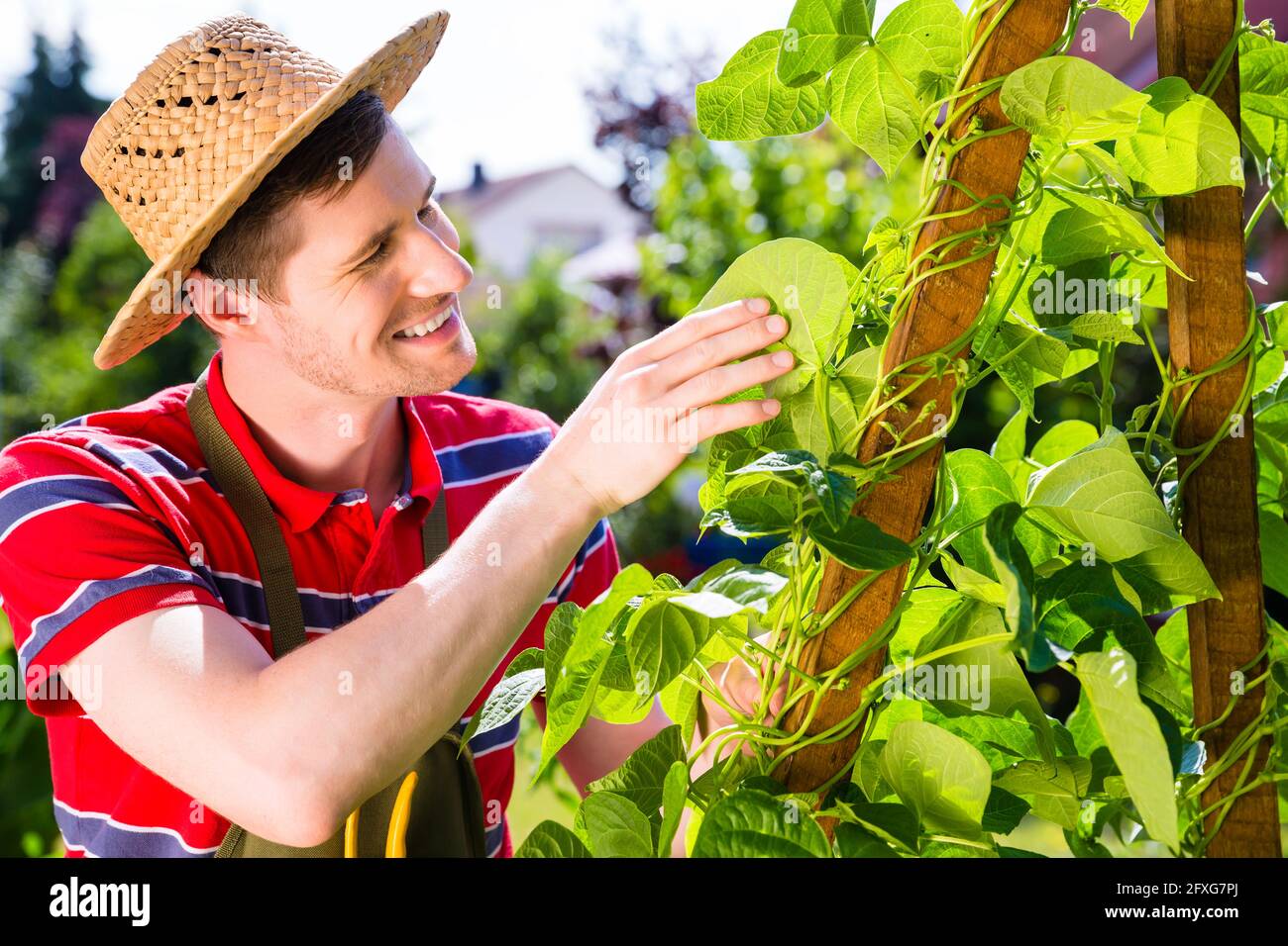 Man growing vegetables in garden Stock Photo - Alamy