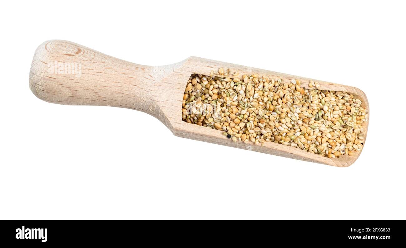 top view of unhulled foxtail millet seeds in wood scoop cutout on white ...