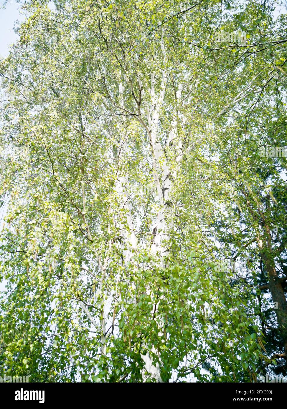 Birch tree background Stock Photo - Alamy