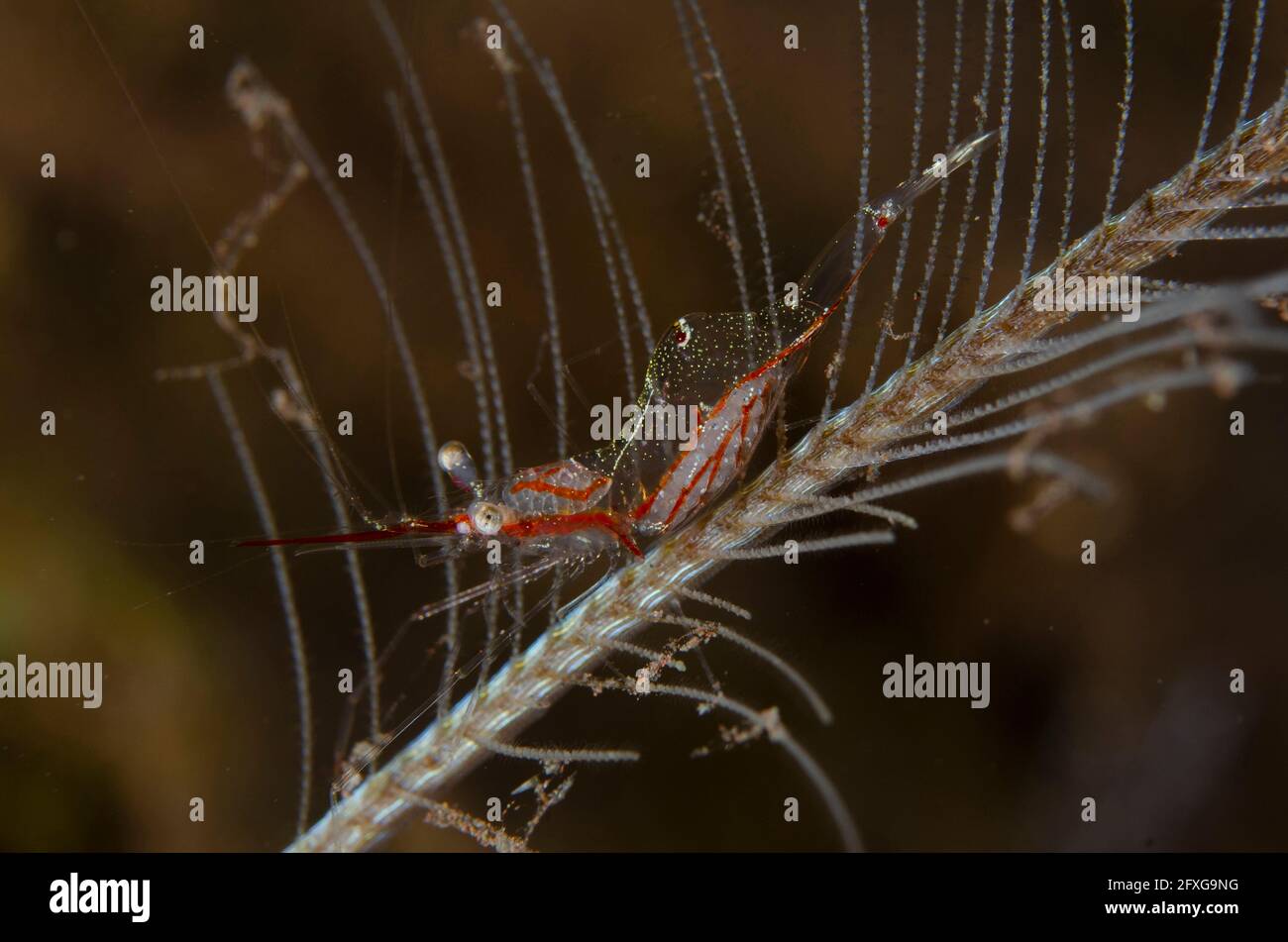 Translucent Gorgonian Shrimp, Manipontonia psamathe, with eggs on ...