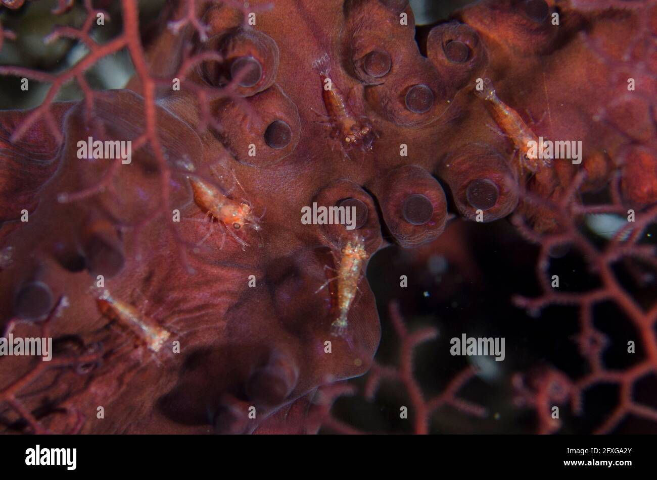 Juvenile Shrimp, Decapoda Order, on Basket Star, Gorgonocephalidae ...