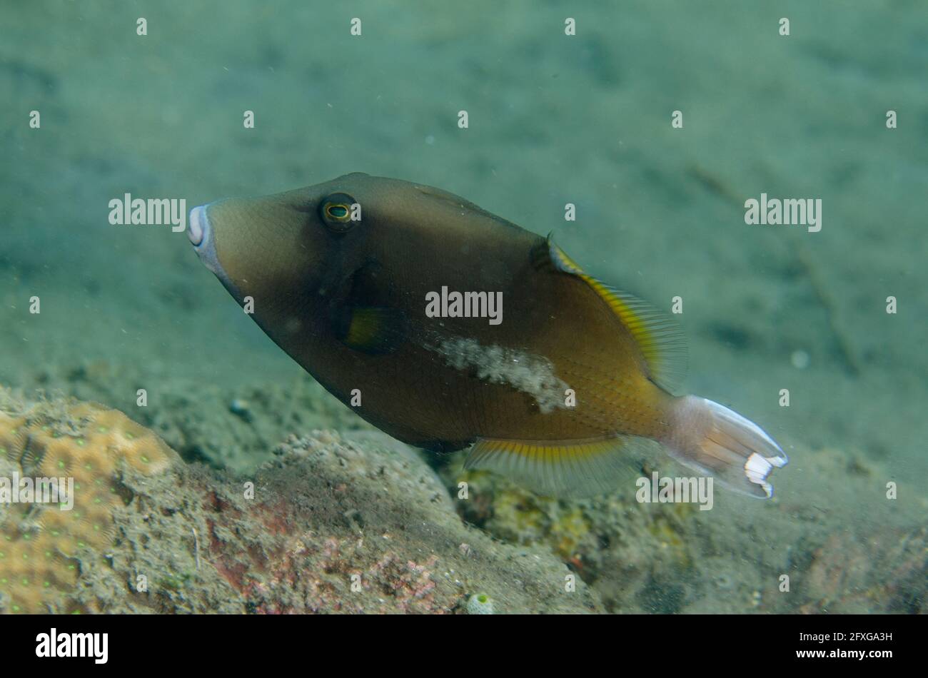 Halfmoon triggerfish sufflamen chrysopterum hi-res stock photography ...