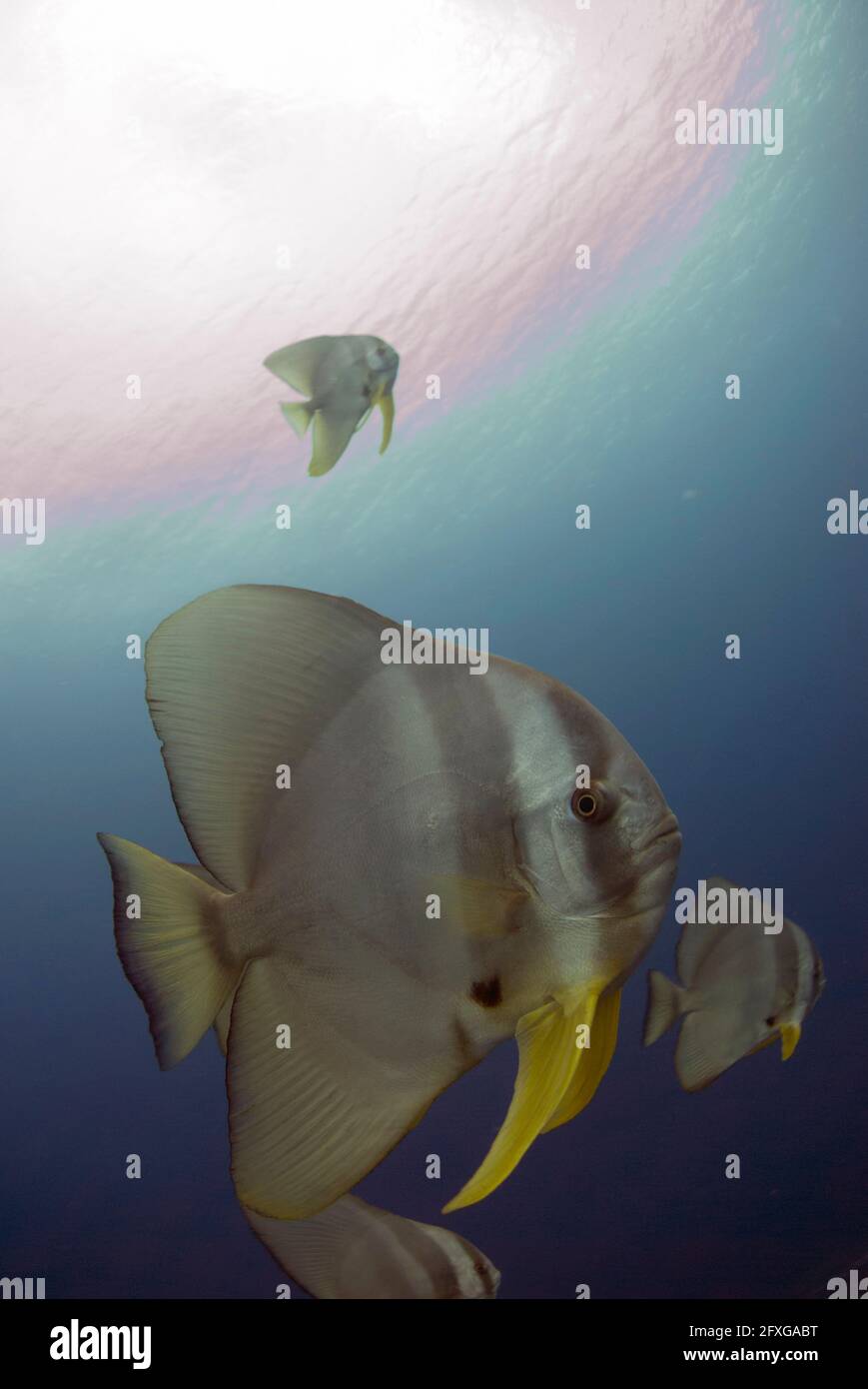 Longfin Batfish, Platax teira, against sun, Thundercliff dive site ...