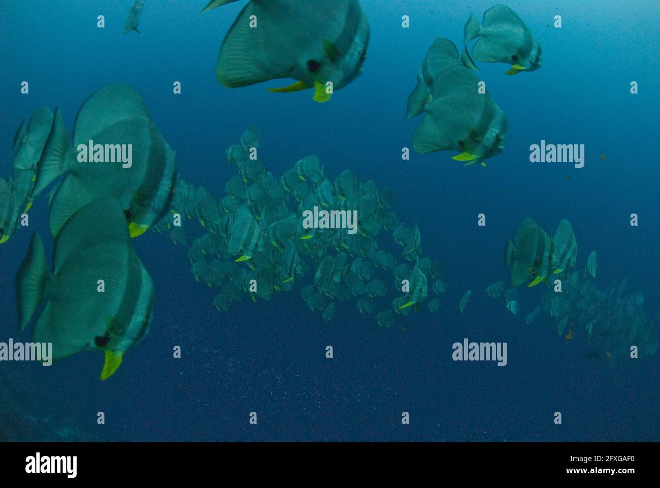 School of Longfin Batfish, Platax teira, Thundercliff dive site ...