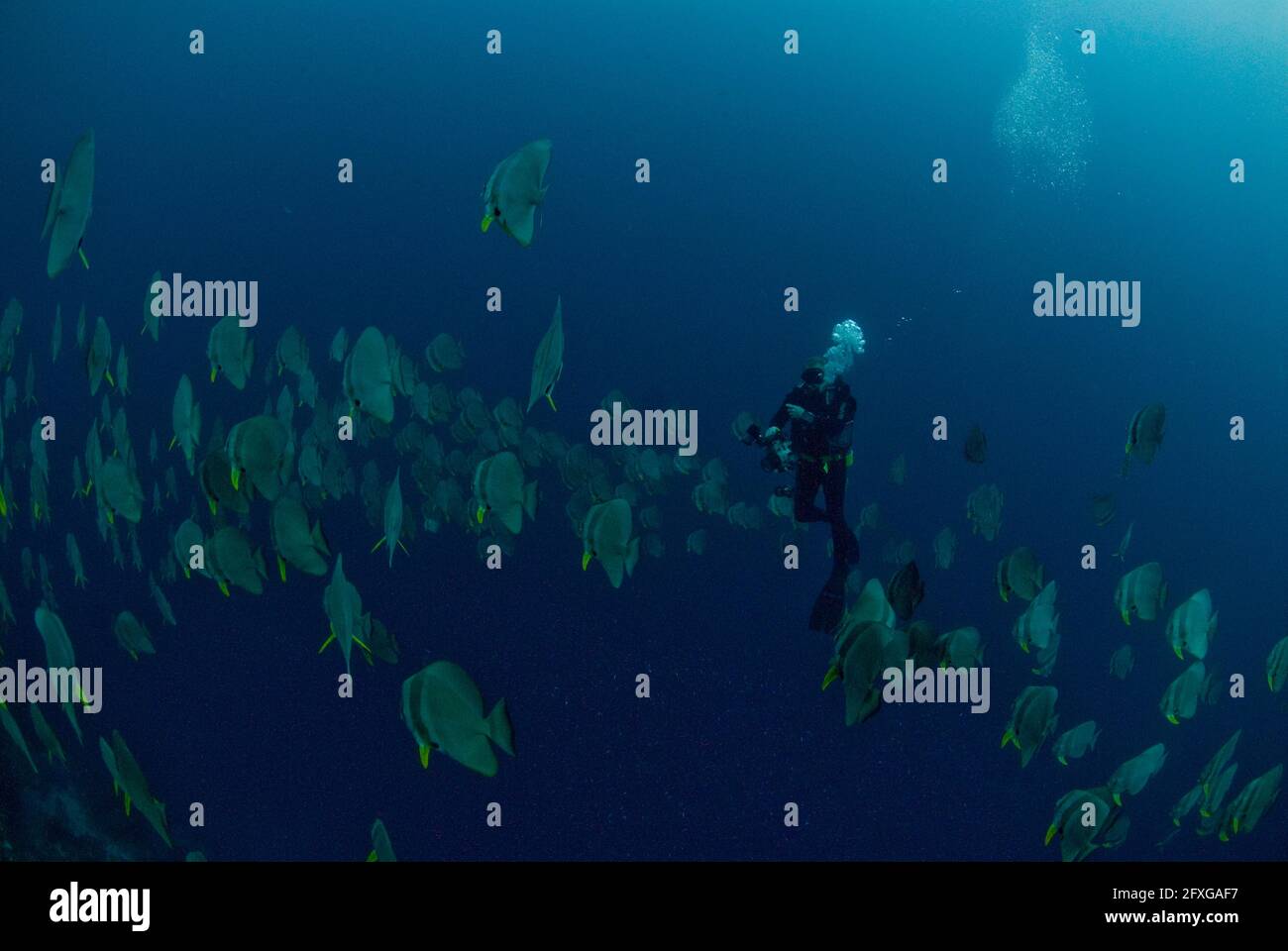 School of Longfin Batfish, Platax teira, with diver, Thundercliff dive ...