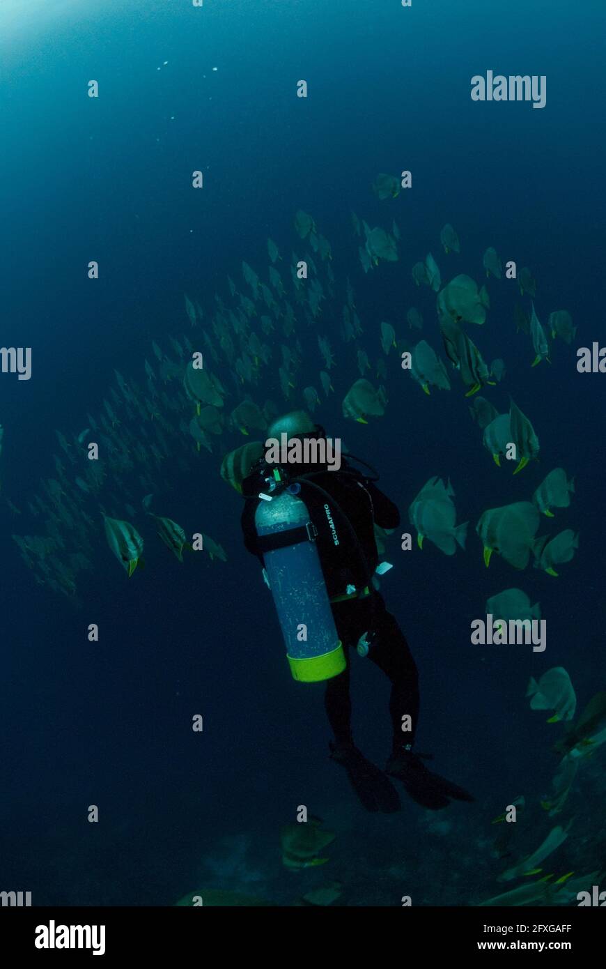 School of Longfin Batfish, Platax teira, with diver, Thundercliff dive ...