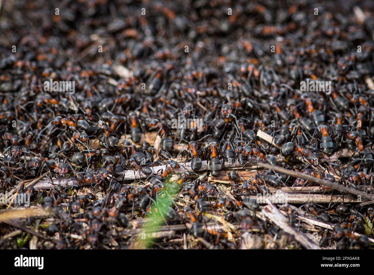 Formica rufa anthill colony workers hi-res stock photography and images ...