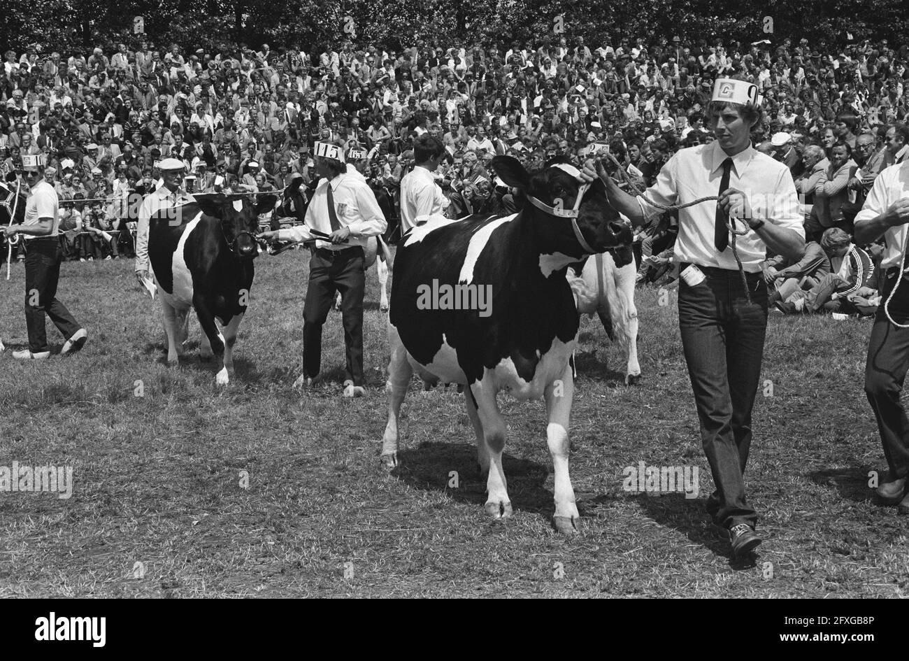 Election most beautiful cow of the Netherlands at Agriculture 82 at ...