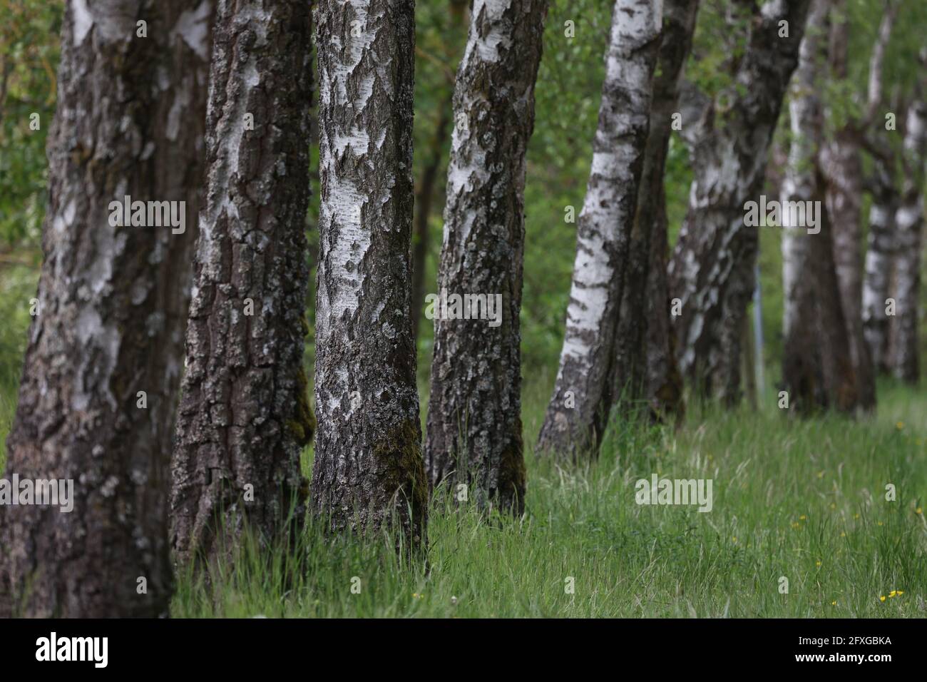 Pathway on birch forest hi-res stock photography and images - Alamy
