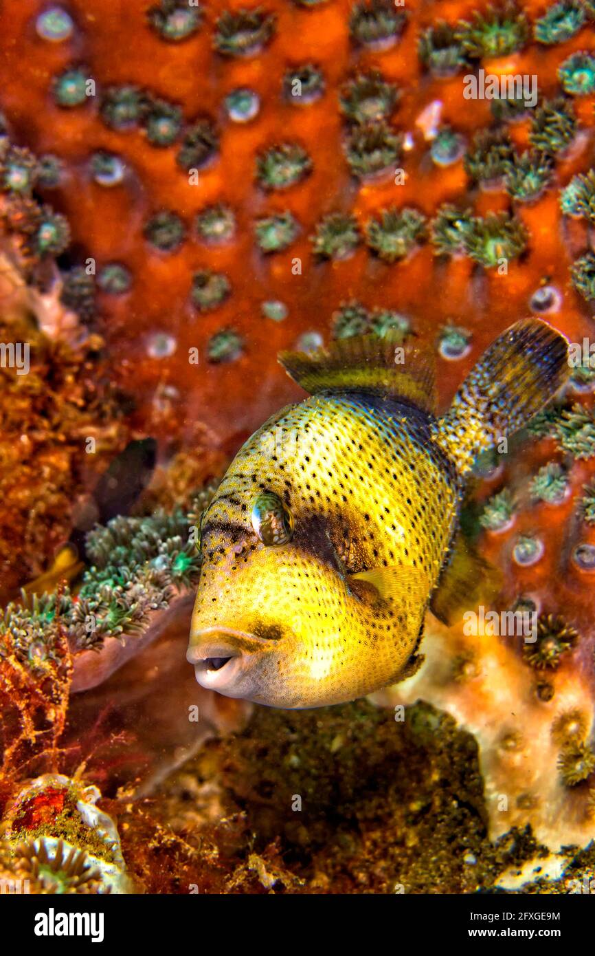 Titan Triggerfish, Balistoides viridescens, Coral Reef, Lembeh, North ...